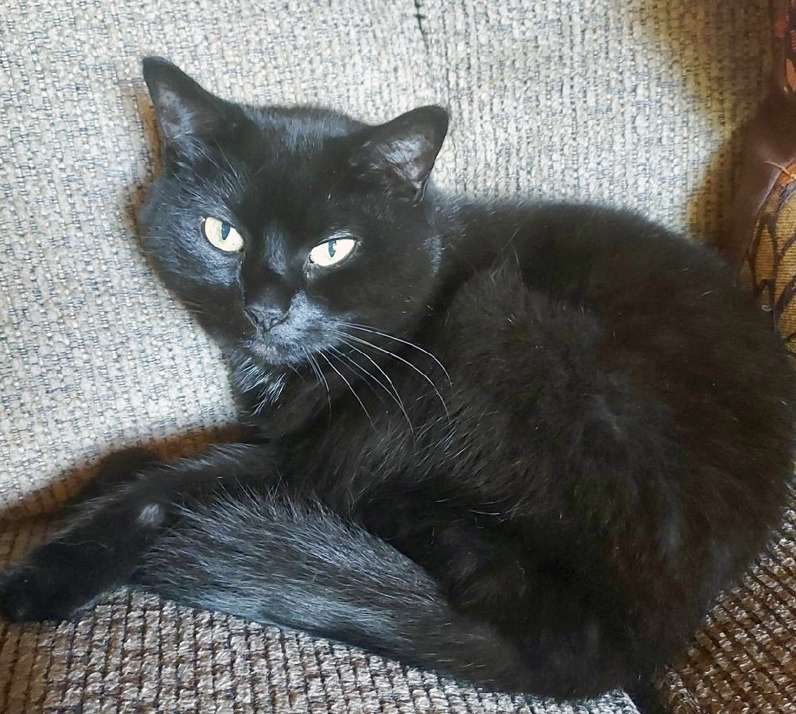 ABOUT THIS CAT: BOO – The Feline Connection