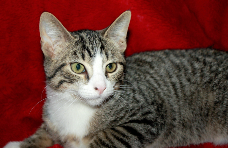ABOUT THIS CAT: GRASSHOPPER – ADOPTED – The Feline Connection