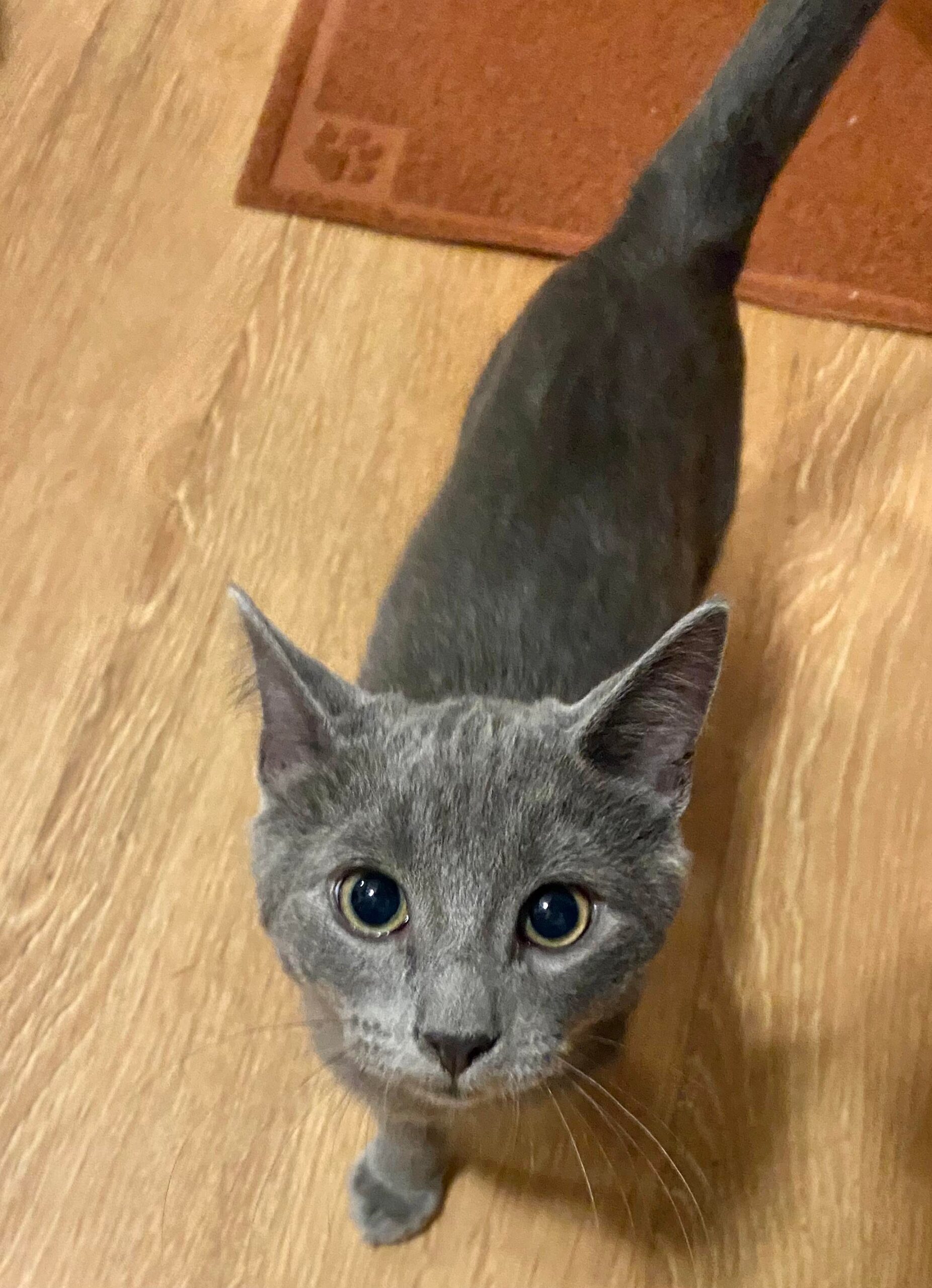 About This Cat: Kyle – A SOUTH PARK CREW CAT – ADOPTED – The Feline ...