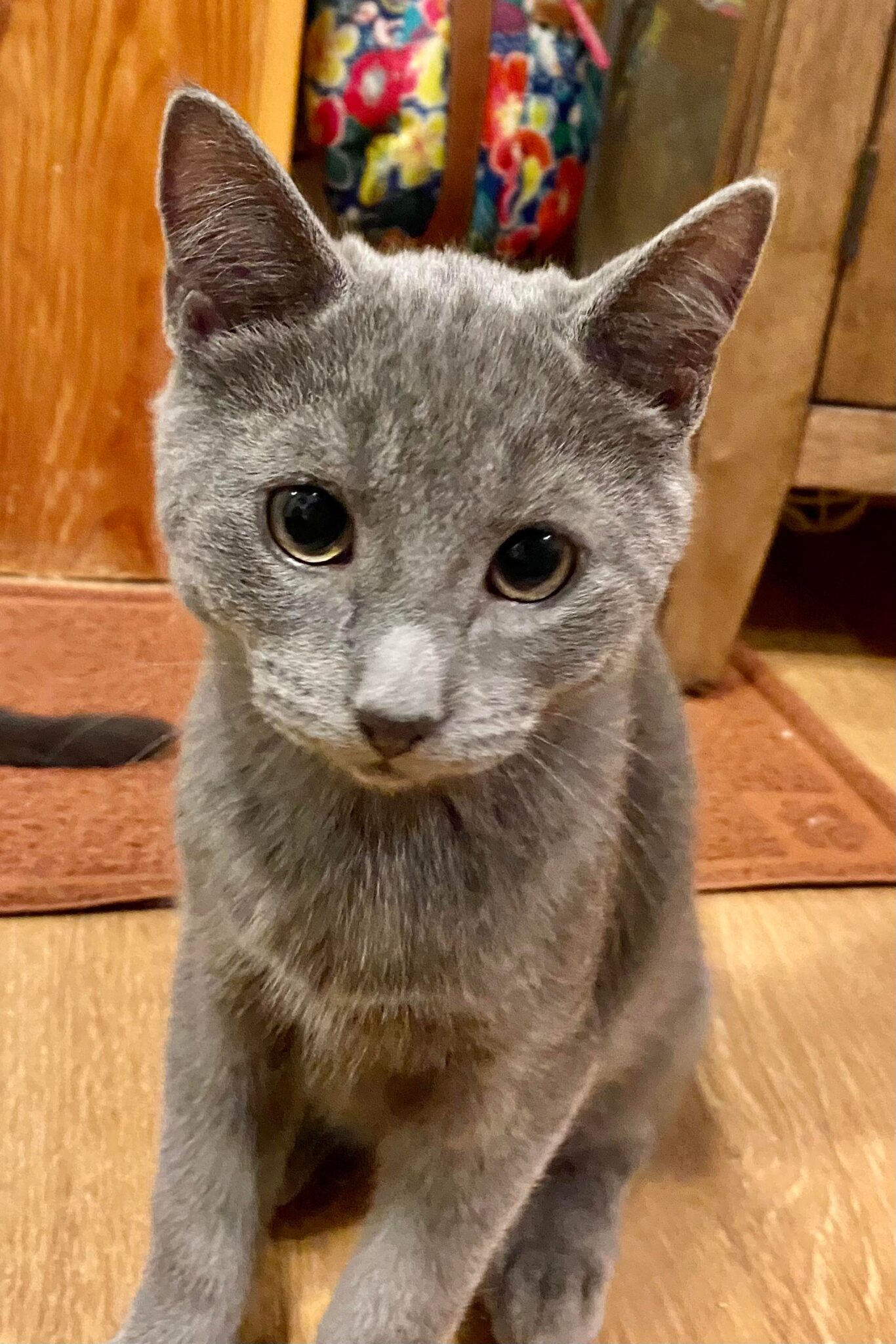 About This Cat: Kyle – A SOUTH PARK CREW CAT – ADOPTED – The Feline ...