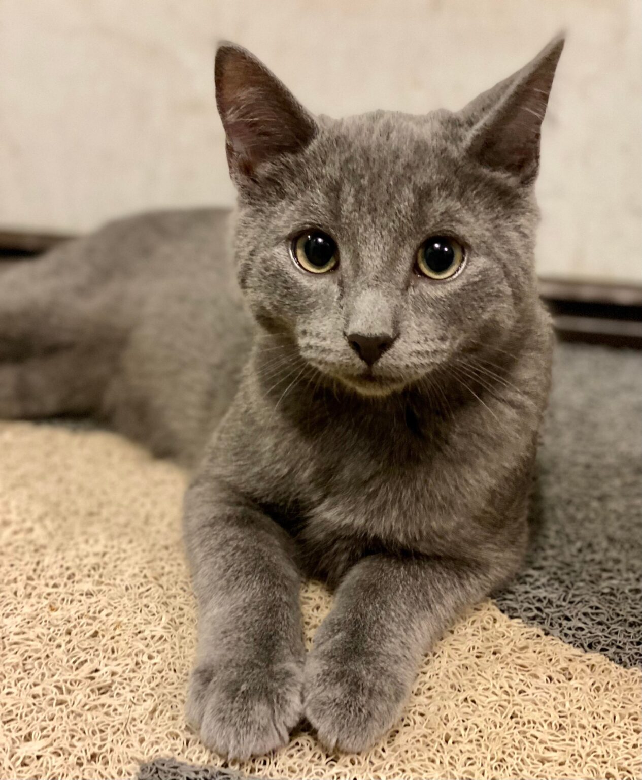 About This Cat: Kyle – A SOUTH PARK CREW CAT – ADOPTED – The Feline ...