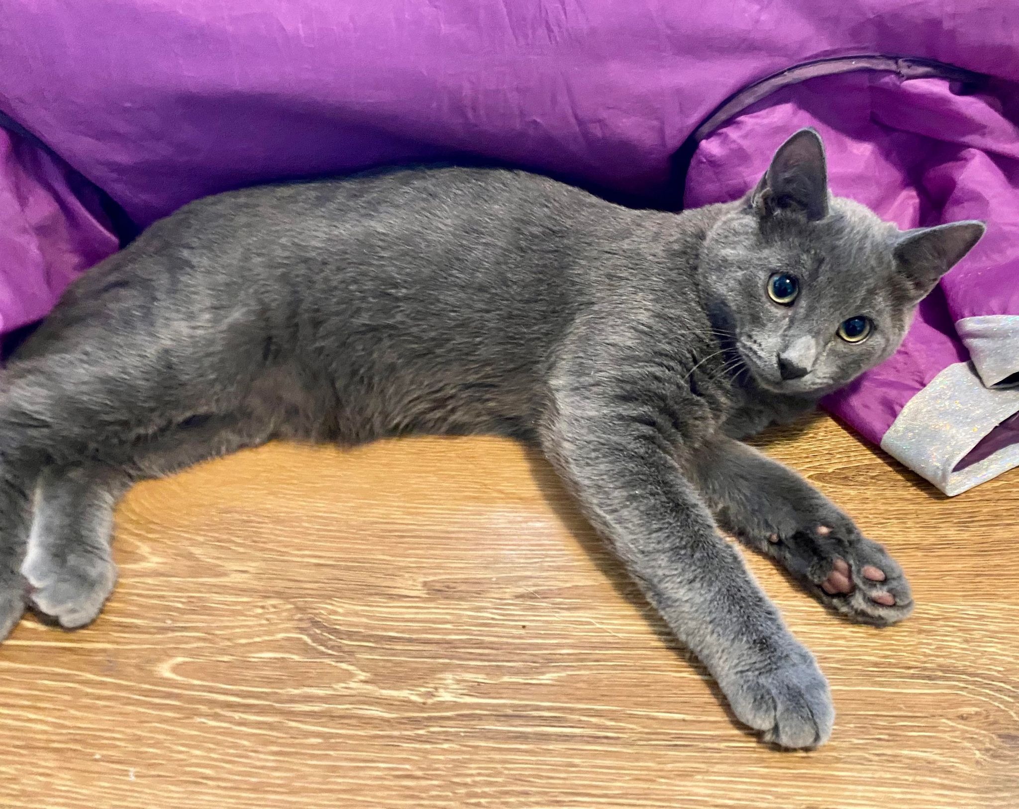 About This Cat: Kyle – A SOUTH PARK CREW CAT – ADOPTED – The Feline ...