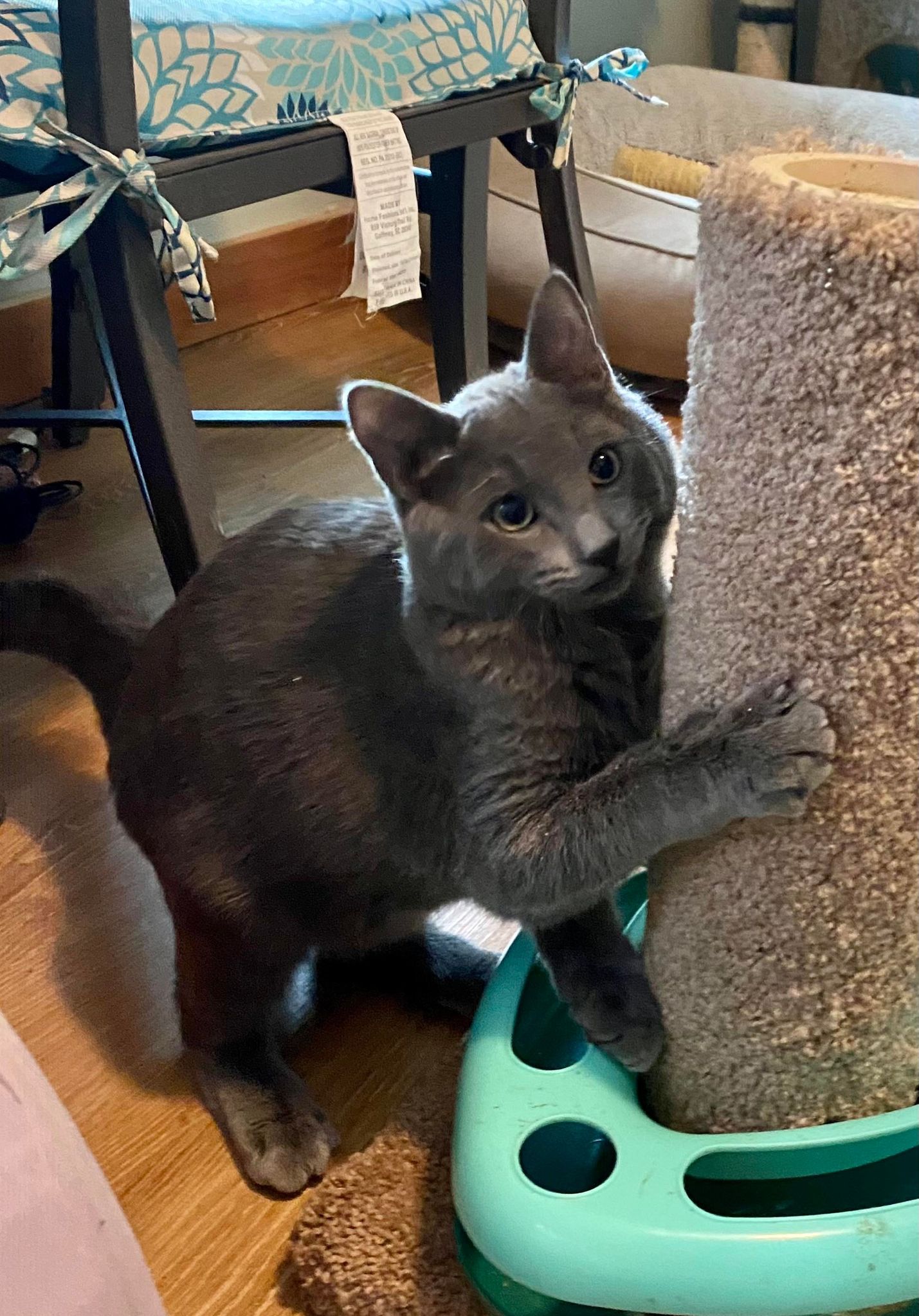 About This Cat: Kyle – A SOUTH PARK CREW CAT – ADOPTED – The Feline ...