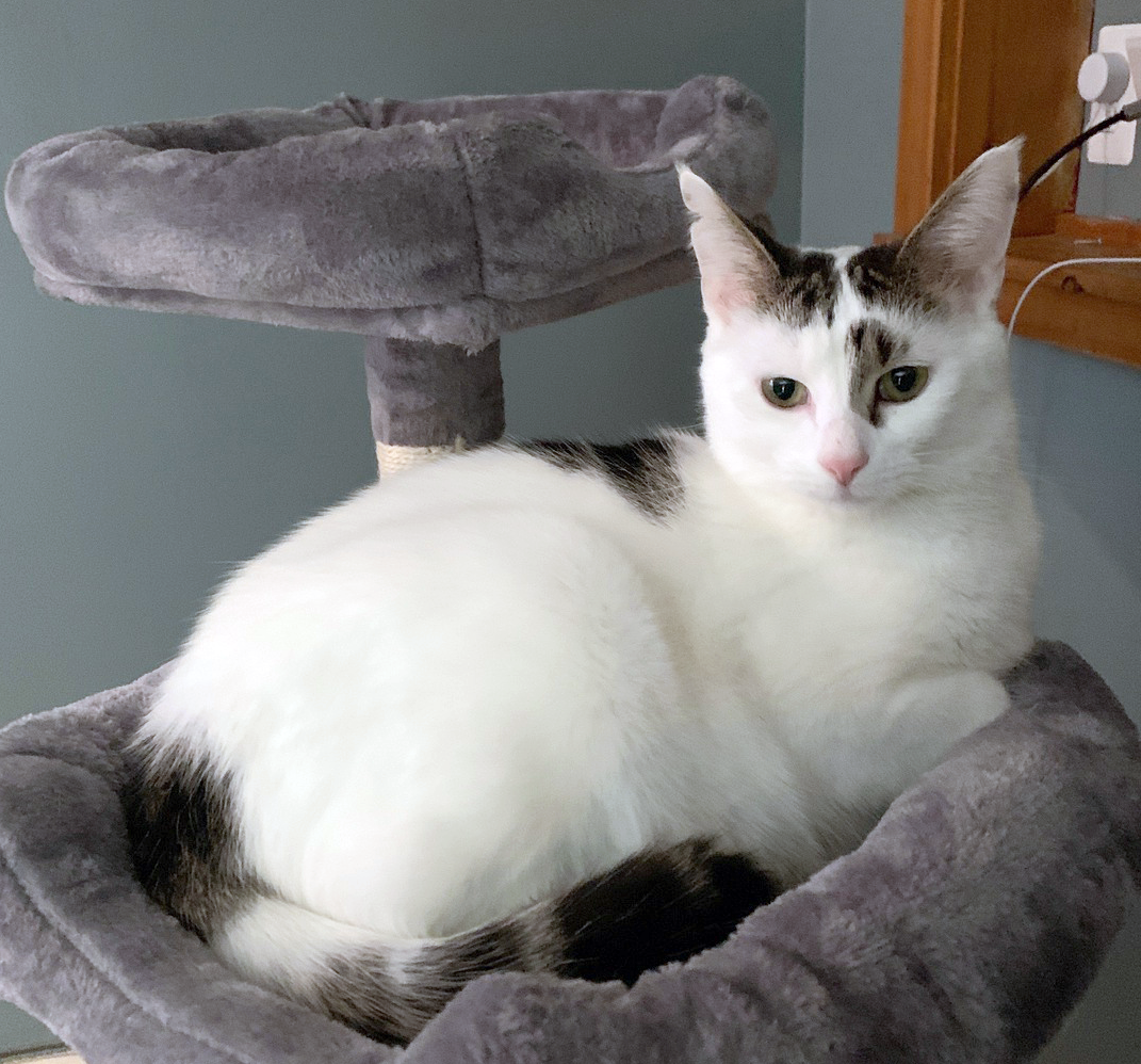 About this Cat: Matthew – The Feline Connection