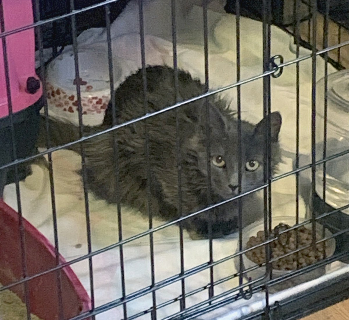 About this Cat: Tsunami – ADOPTED – The Feline Connection