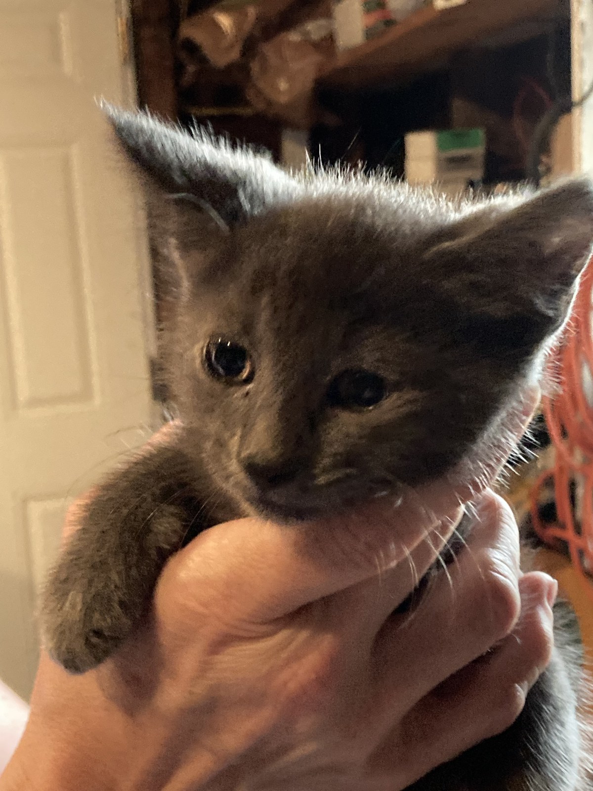 ABOUT THIS CAT: Bern – A World Capital Crew Cat – ADOPTED – The Feline ...
