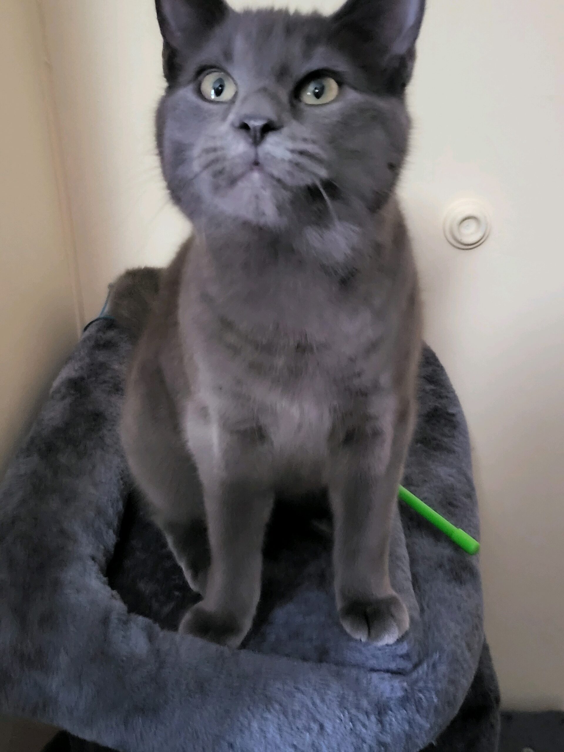 ABOUT THIS CAT: Bern – A World Capital Crew Cat – ADOPTED – The Feline ...