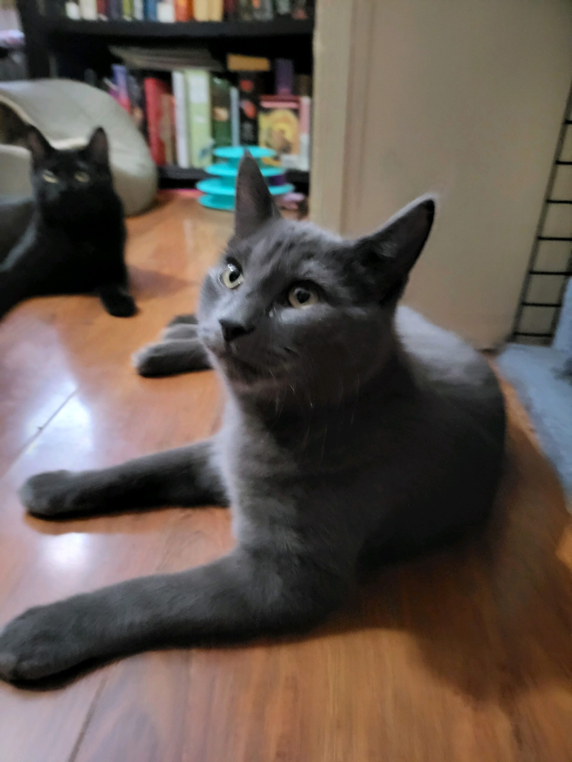 ABOUT THIS CAT: Bern – A World Capital Crew Cat – ADOPTED – The Feline ...