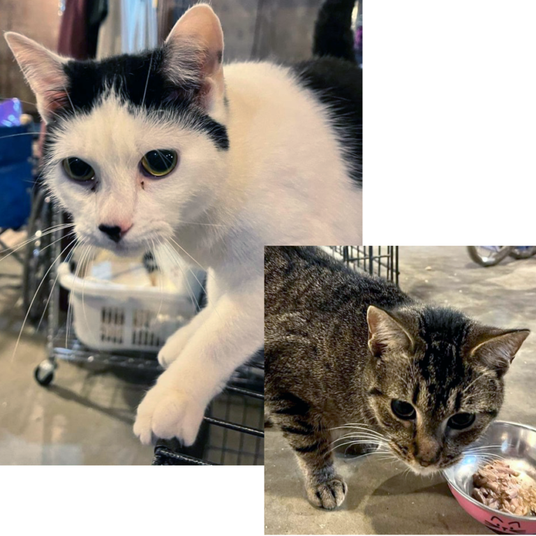 ABOUT THIS CAT: Thelma & Louise – ADOPTED – The Feline Connection