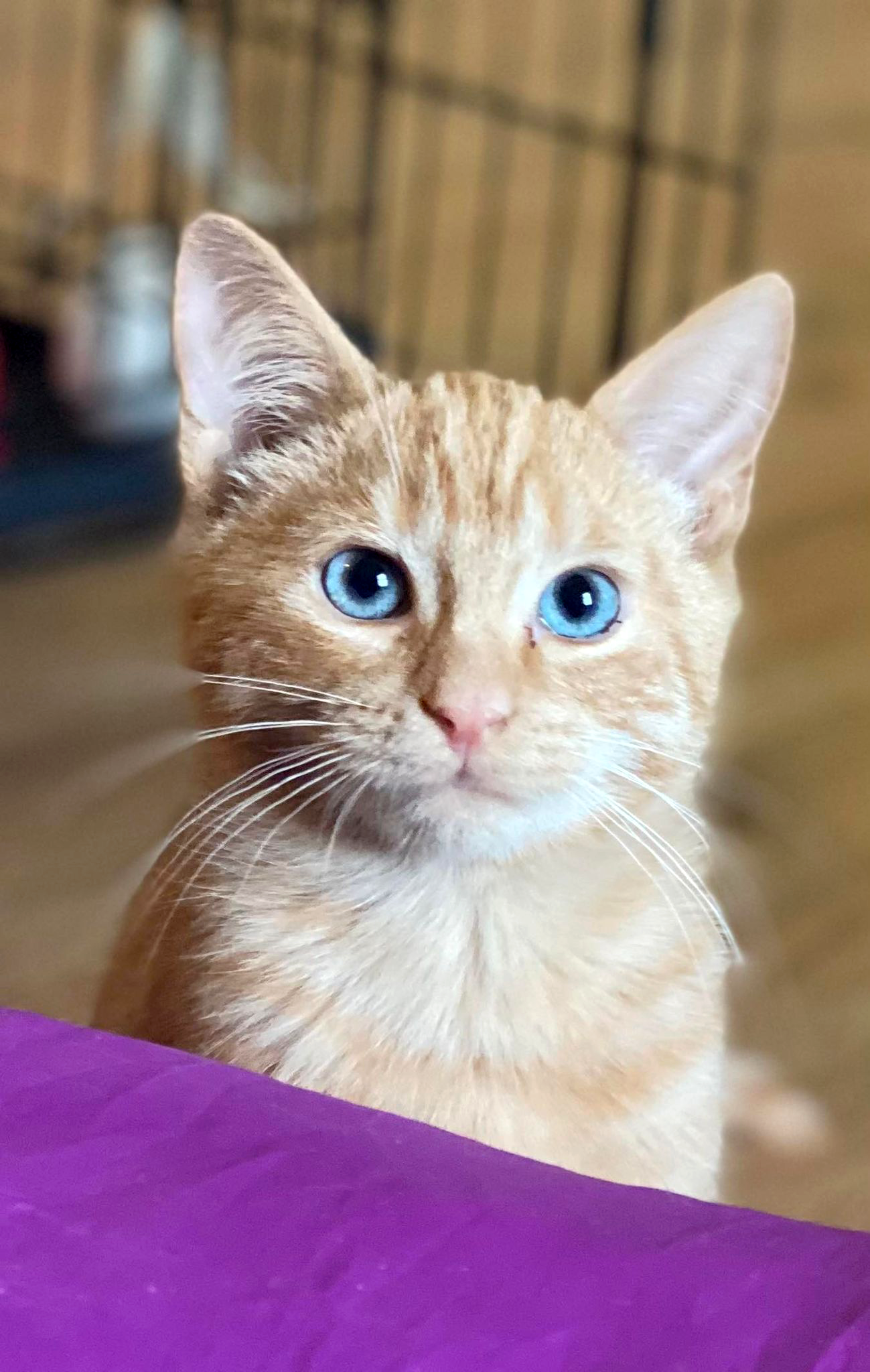 ABOUT THIS CAT: TWEAK – ADOPTED – The Feline Connection