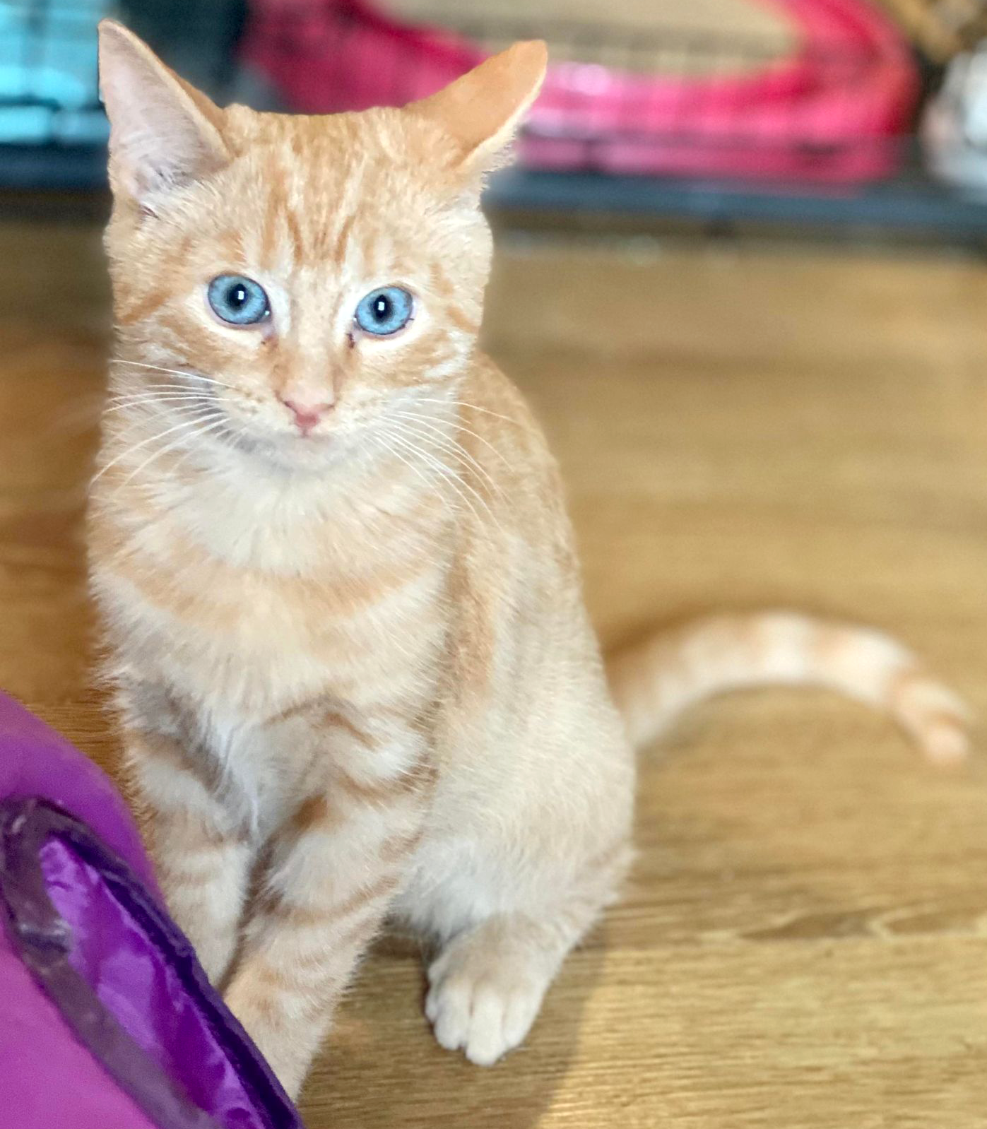 ABOUT THIS CAT: TWEAK – ADOPTED – The Feline Connection