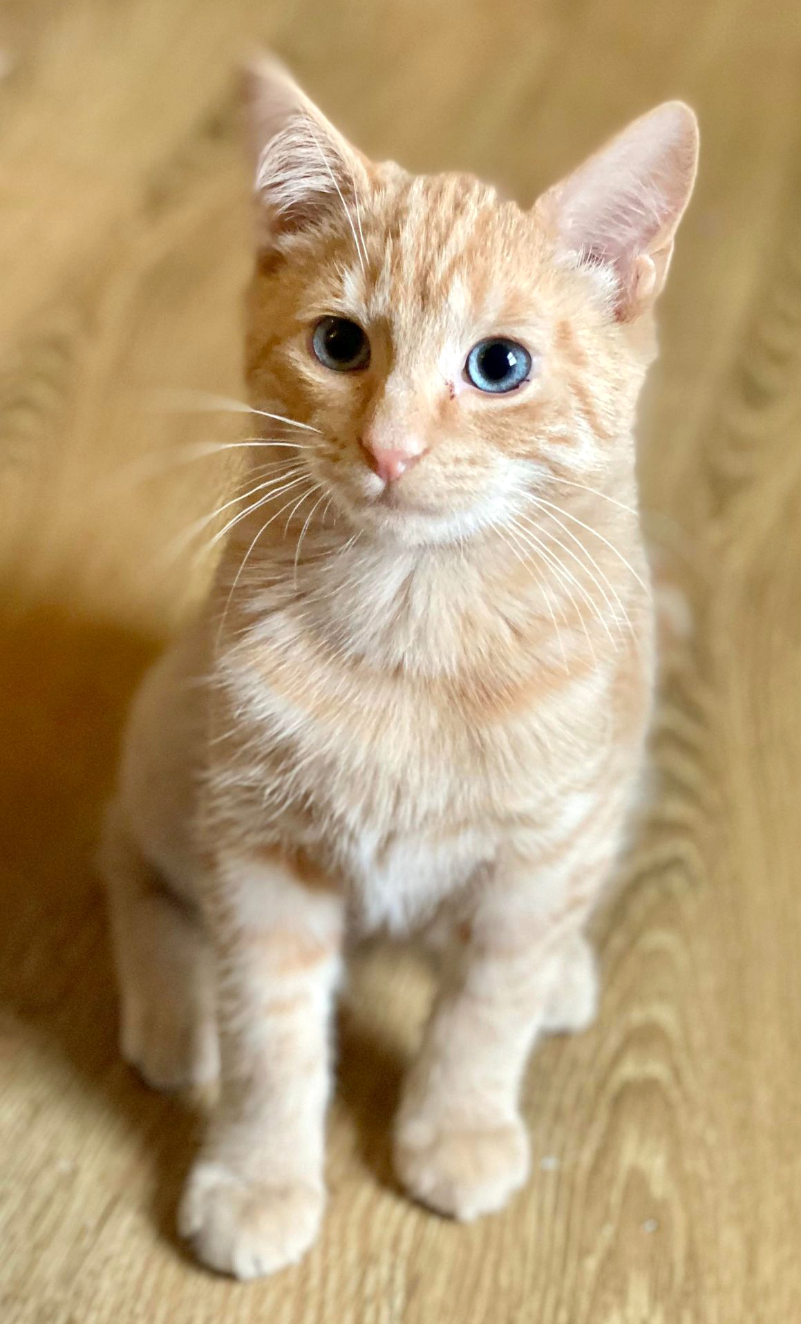 ABOUT THIS CAT: TWEAK – ADOPTED – The Feline Connection