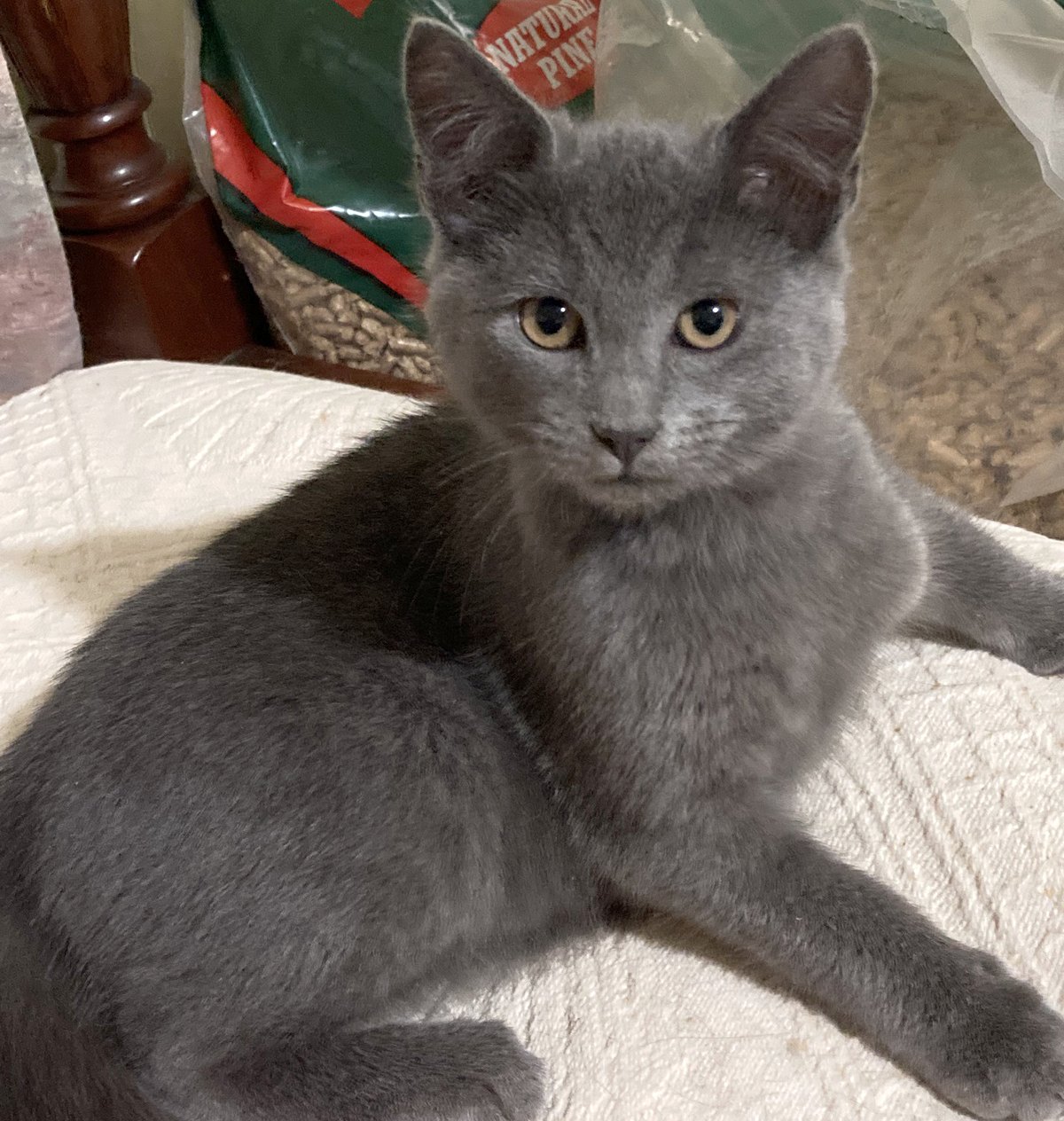 ABOUT THIS CAT: AVOCADO – ADOPTED – The Feline Connection