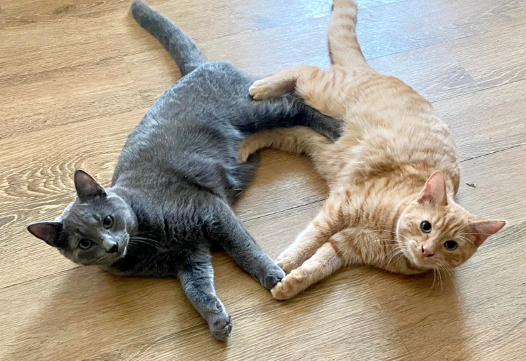 ABOUT THIS CAT: TWEAK – ADOPTED – The Feline Connection