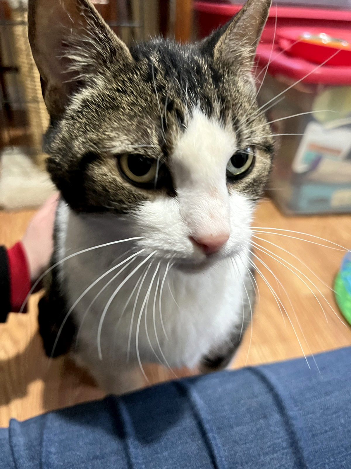 About this Cat: Barney Rubble – A Flintstones group cat – ADOPTED – The ...