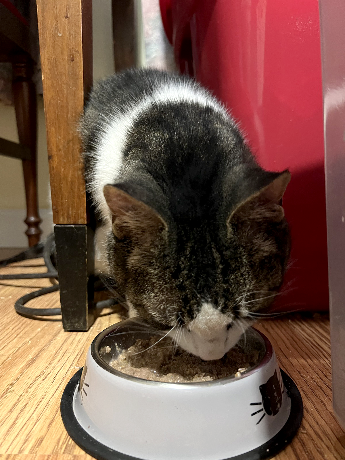 About this Cat: Barney Rubble – A Flintstones group cat – ADOPTED – The ...