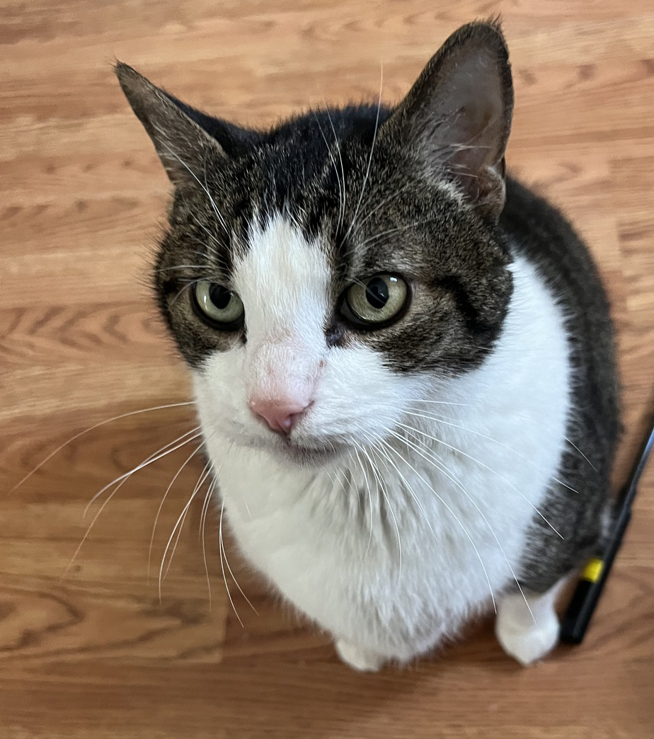 About this Cat: Barney Rubble – A Flintstones group cat – ADOPTED – The ...