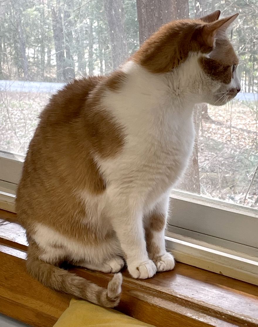 About this Cat: Beni – ADOPTED – The Feline Connection