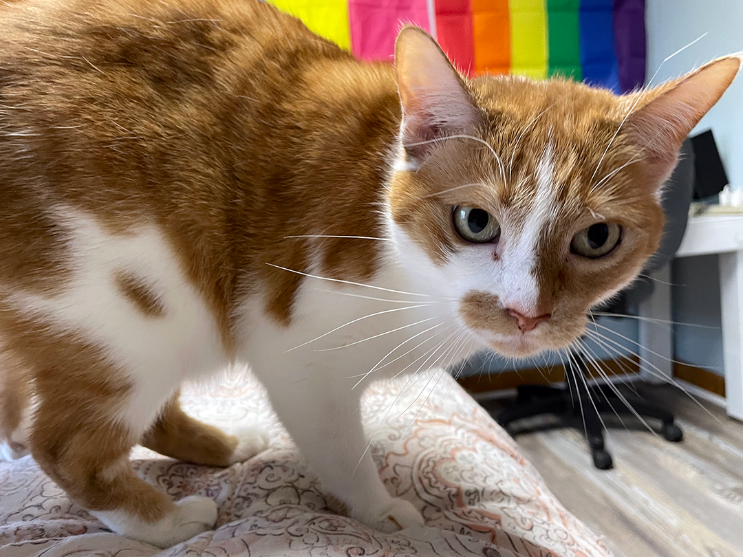 About this Cat: Beni – ADOPTED – The Feline Connection