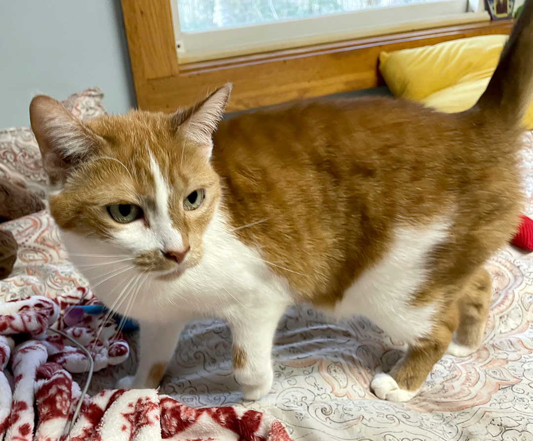 About this Cat: Beni – ADOPTED – The Feline Connection