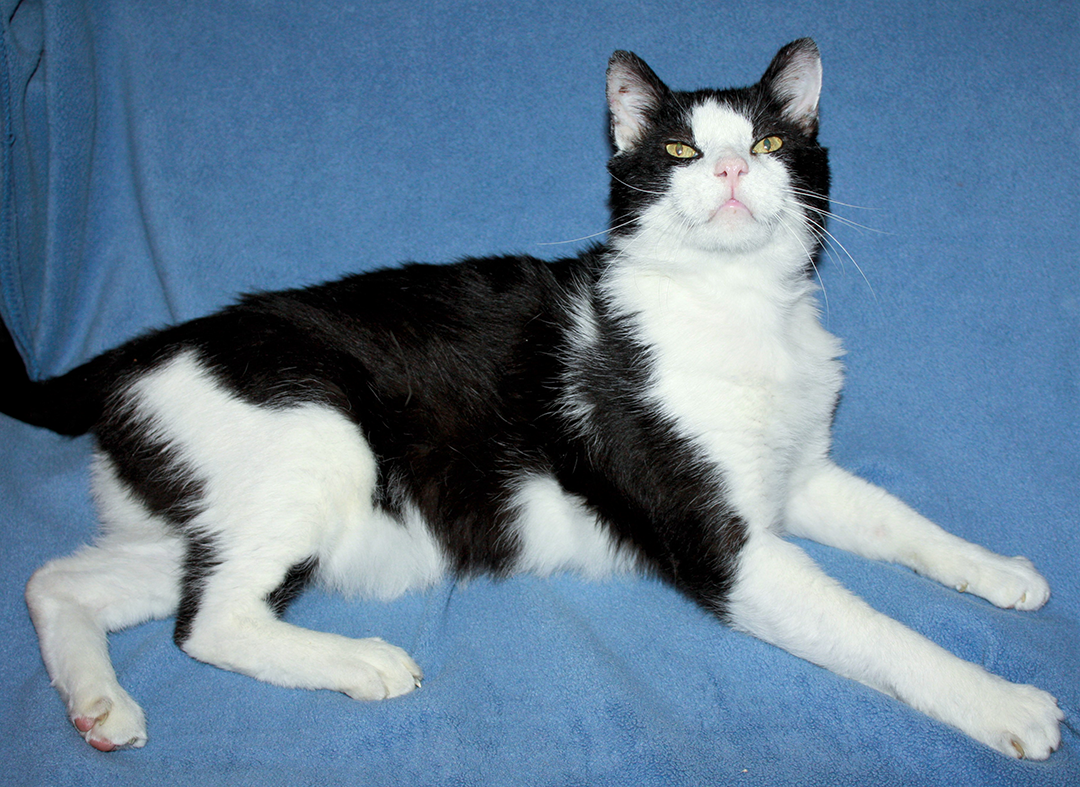 About this Cat: Dominic – ADOPTED – The Feline Connection