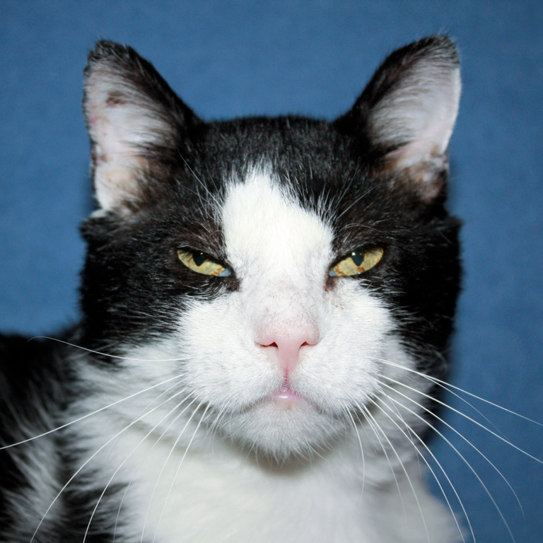 About this Cat: Dominic – ADOPTED – The Feline Connection