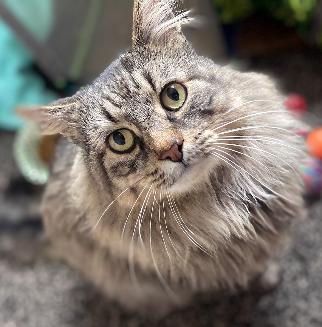About this Cat: Forrest – ADOPTED – The Feline Connection
