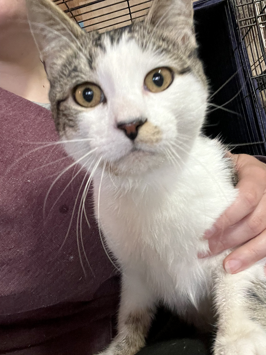 About this Cat: Bellini – ADOPTED – The Feline Connection