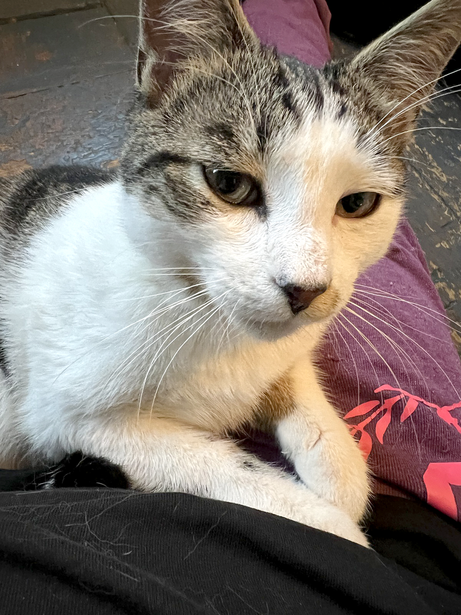 About this Cat: Bellini – ADOPTED – The Feline Connection