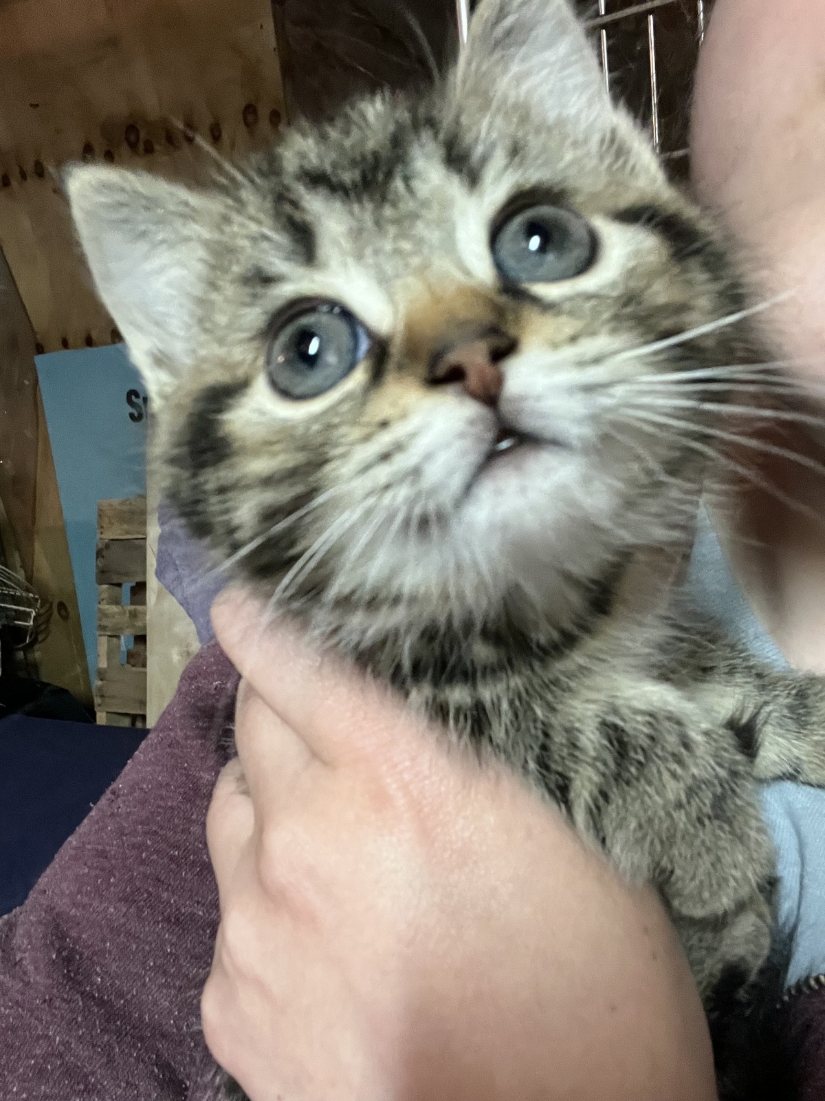 About this Cat: Martha – a Snack Bar cat – ADOPTED – The Feline Connection