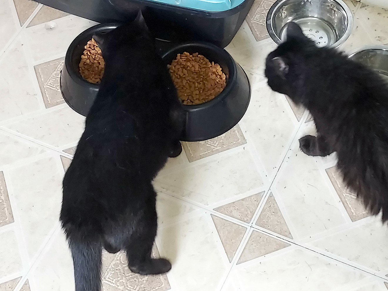 About this Cat: Misty – a Nature Group cat – PENDING ADOPTION – The ...