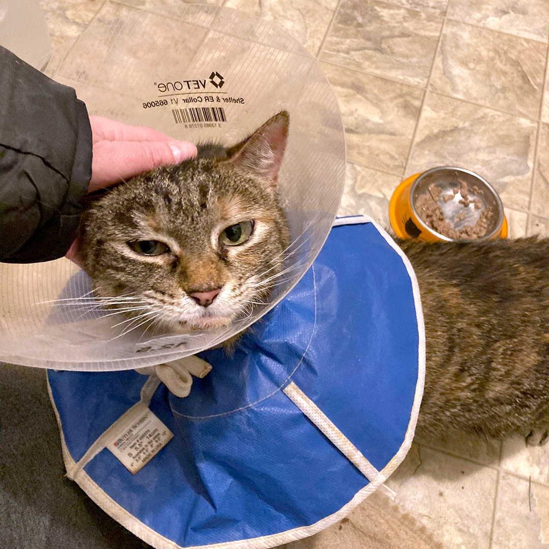 About this Cat: Mush – The Feline Connection