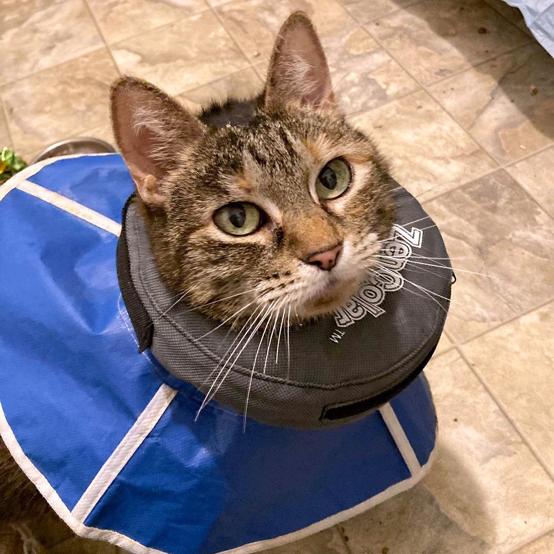 About this Cat: Mush – The Feline Connection