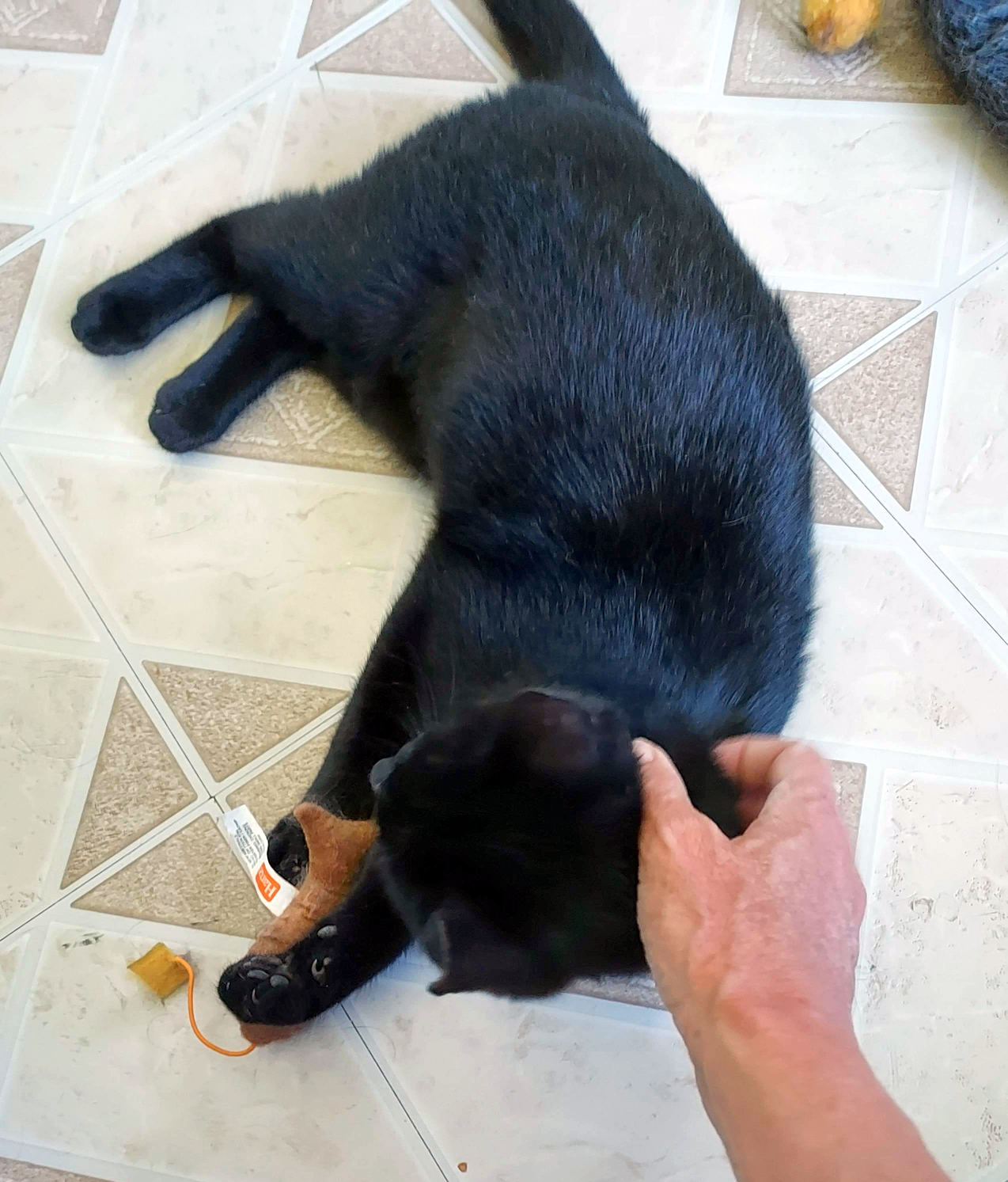 About this Cat: Windy – A Nature Group cat – PENDING ADOPTION – The ...