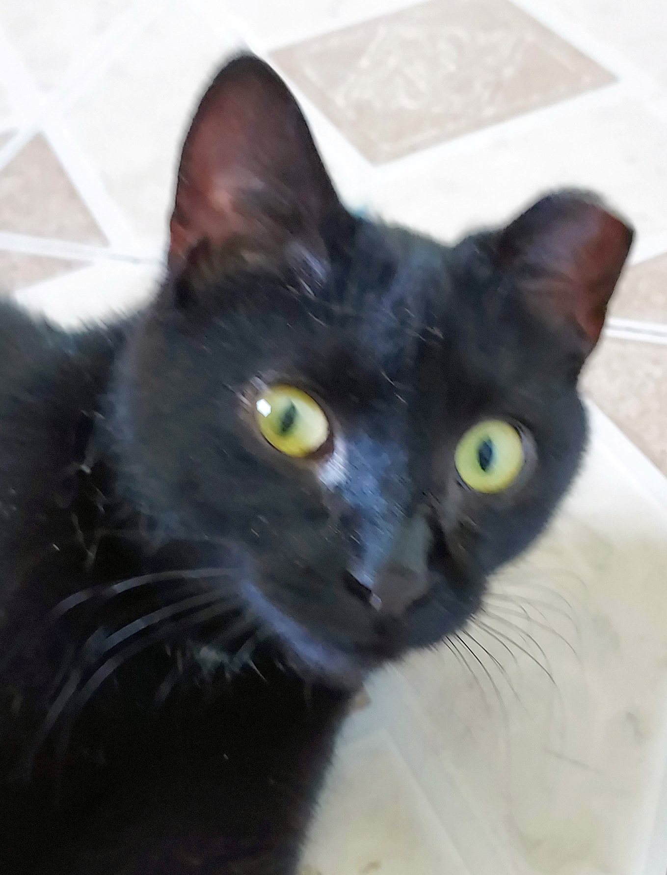 About this Cat: Windy – A Nature Group cat – PENDING ADOPTION – The ...