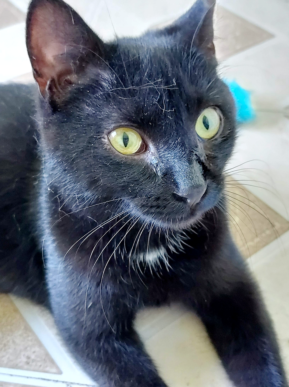 About this Cat: Windy – A Nature Group cat – PENDING ADOPTION – The ...