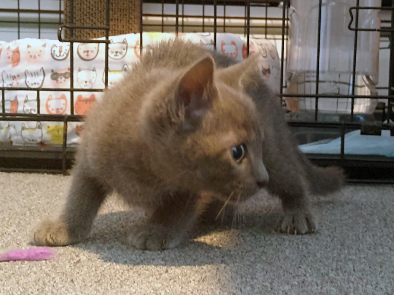 About this Cat: Gimli – A Lord of the Rings cat – ADOPTED – The Feline ...