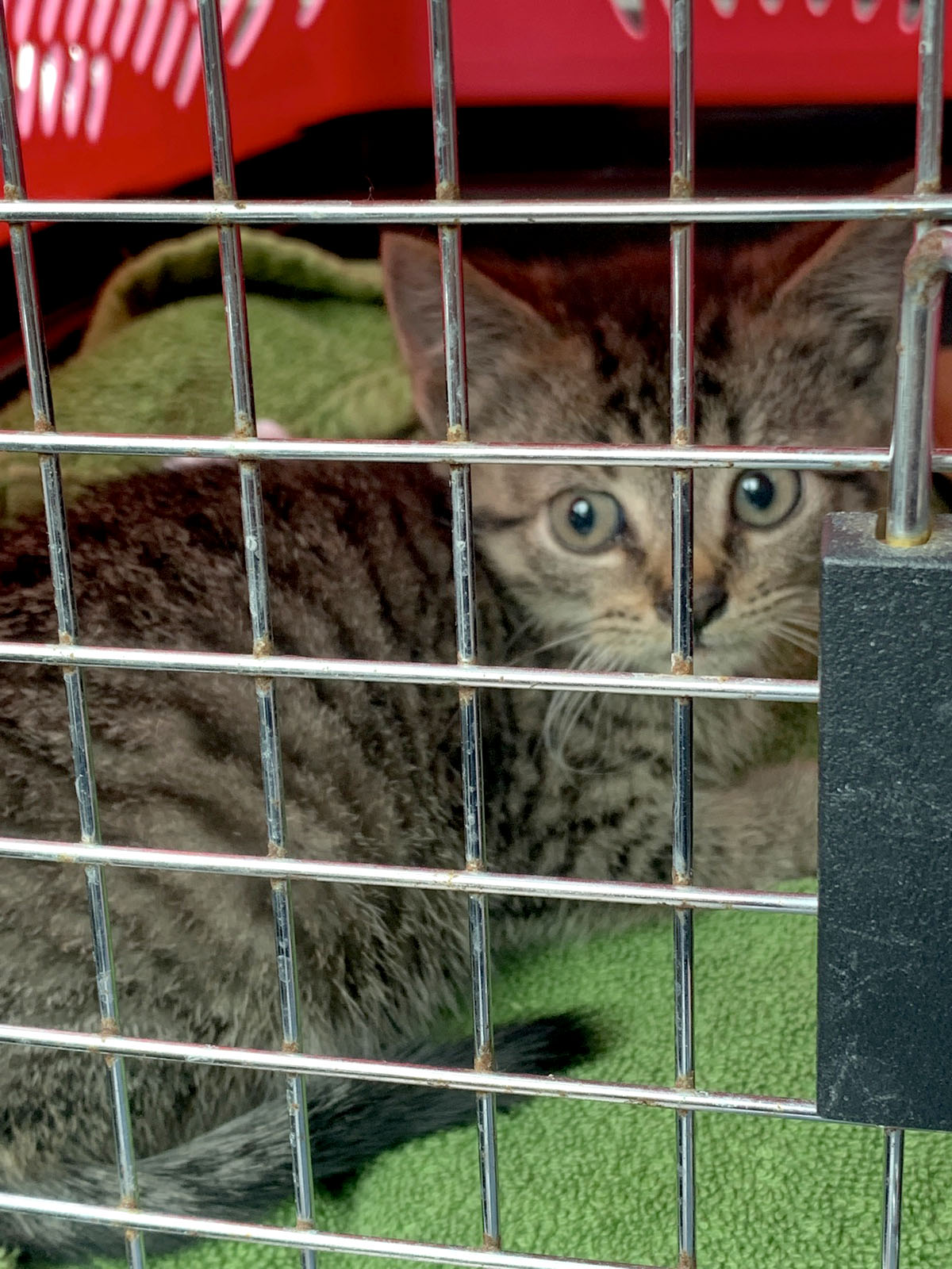 About this Cat: Katness – A Hunger Games cat – ADOPTED – The Feline ...