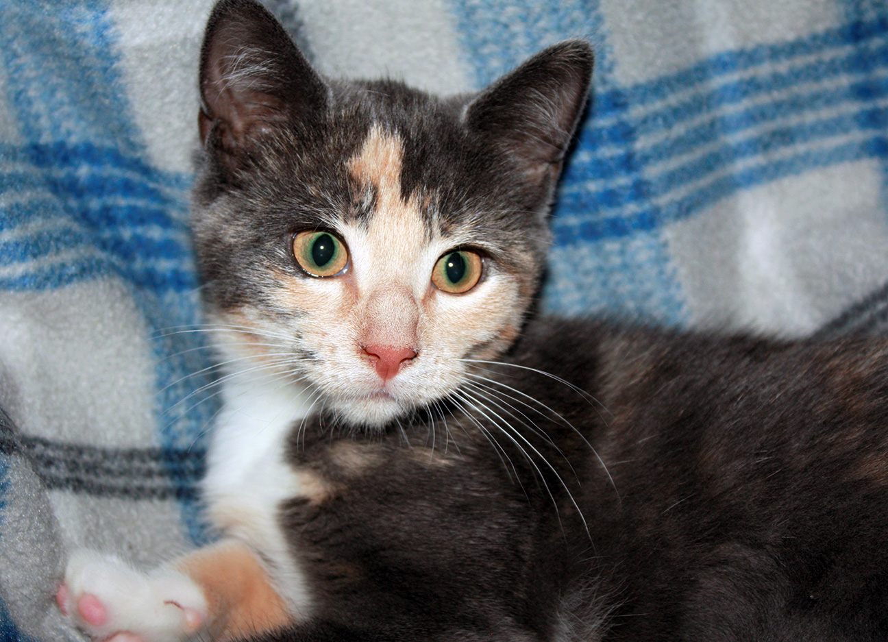 About this cat: Lotus — ADOPTED – The Feline Connection