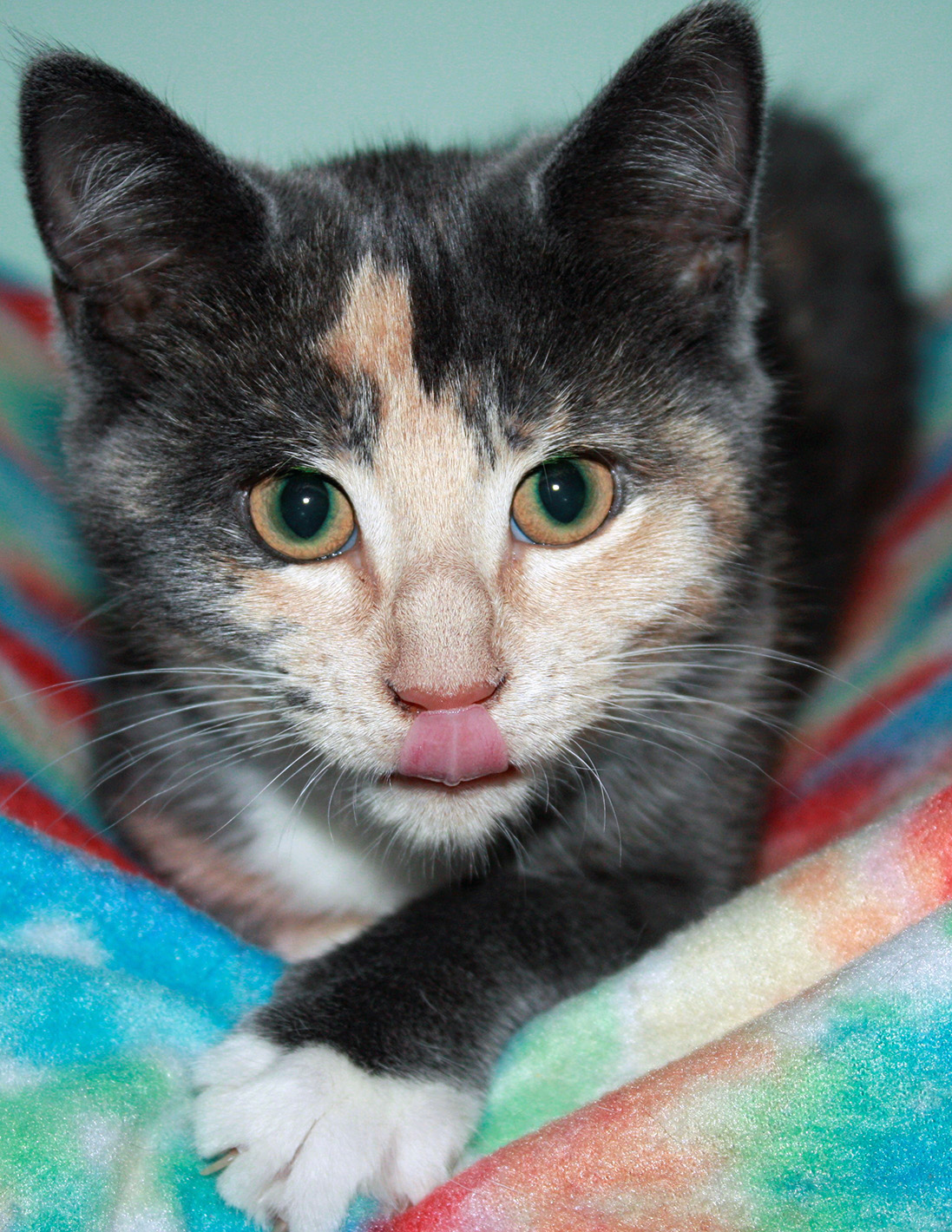 About this cat: Lotus — ADOPTED – The Feline Connection