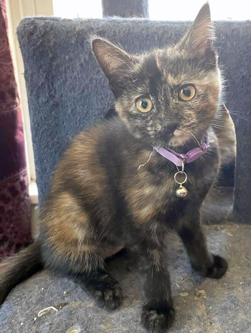 About this Cat: Pepper – a Vegetables Cat – ADOPTED – The Feline Connection