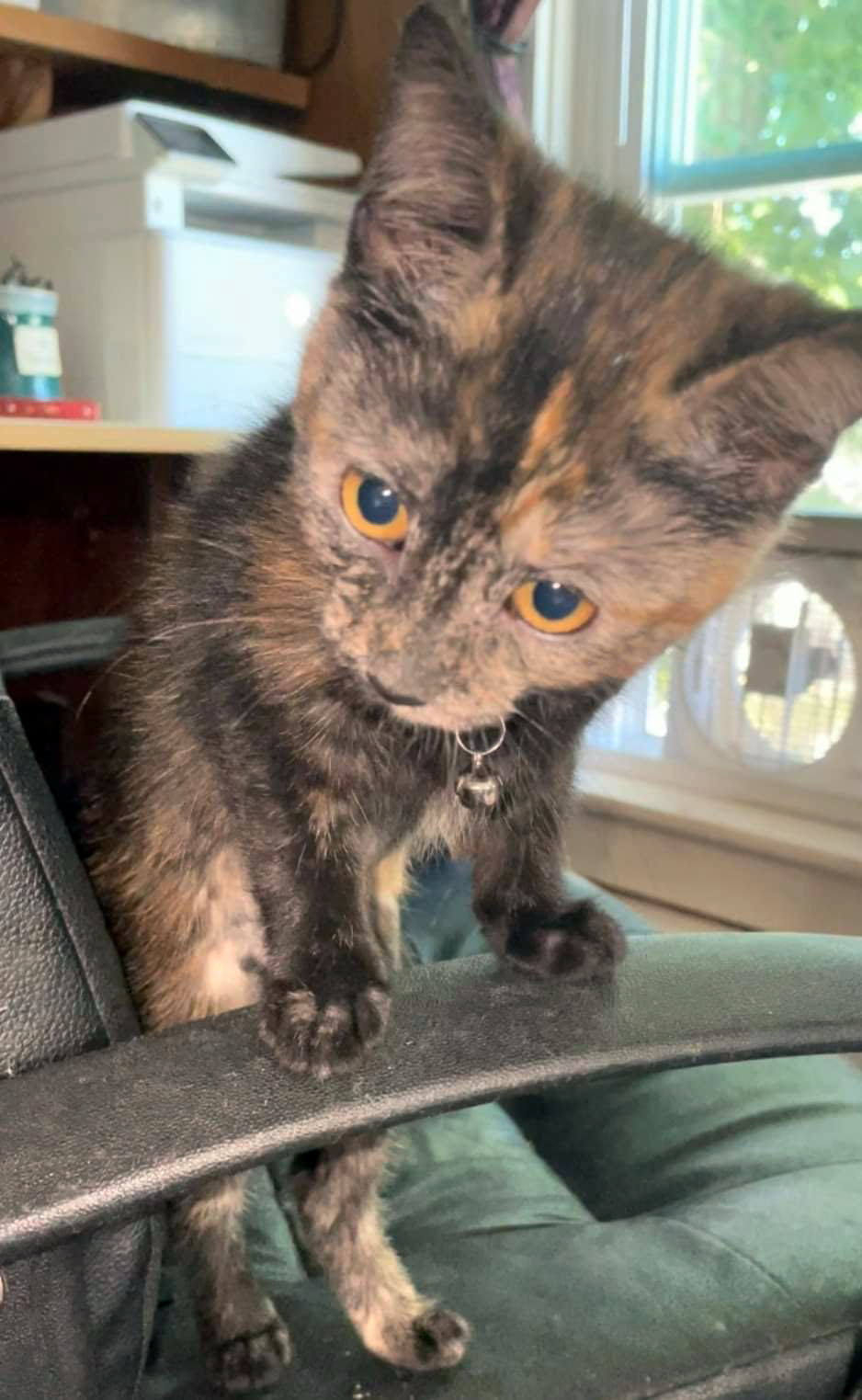 About this Cat: Pepper – a Vegetables Cat – ADOPTED – The Feline Connection