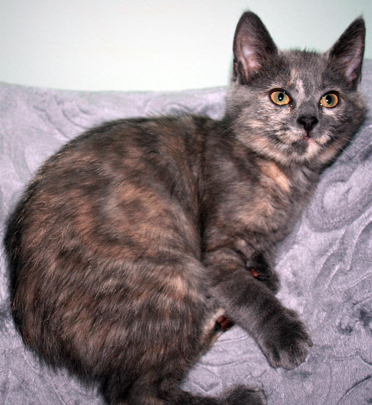 About this Cat: Squeak – a Tech Barn cat – ADOPTED – The Feline Connection