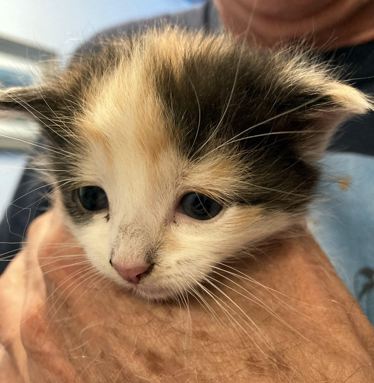 About these Cats: Gonzo and Miss Piggy – The Muppets — ADOPTED – The ...