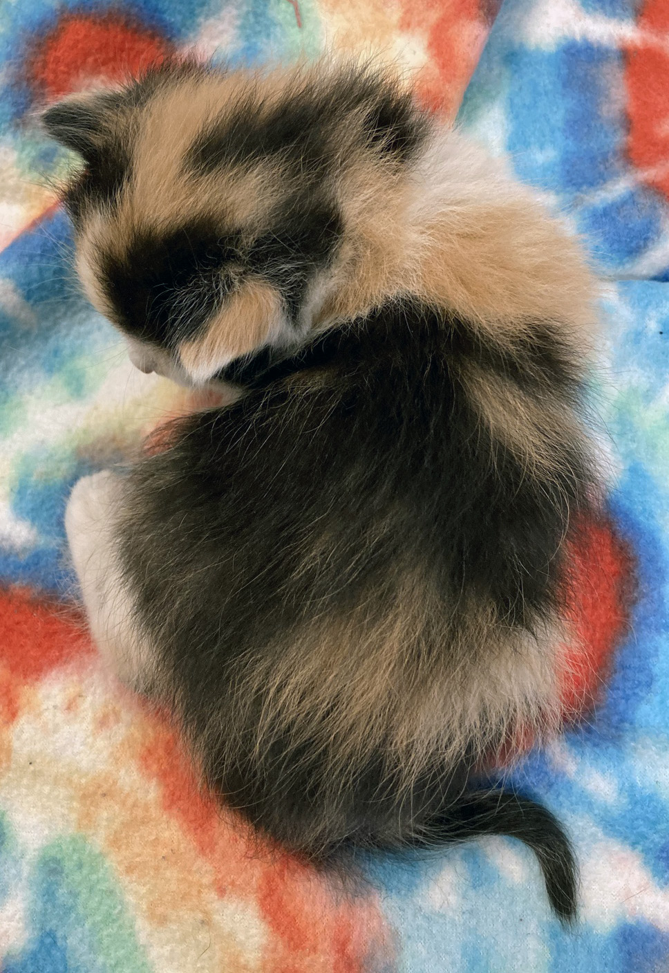 About these Cats: Gonzo and Miss Piggy – The Muppets — ADOPTED – The ...