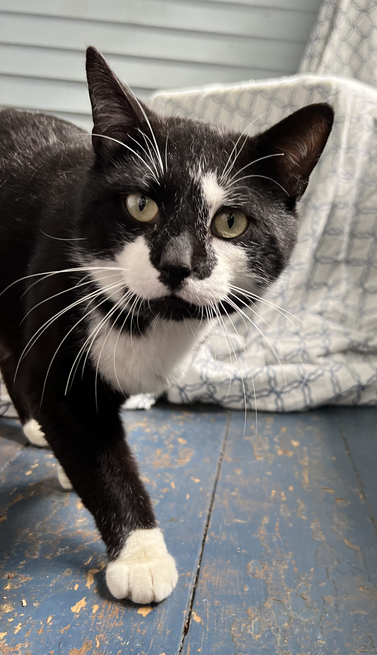 About this Cat: Tom Collins – ADOPTED – The Feline Connection