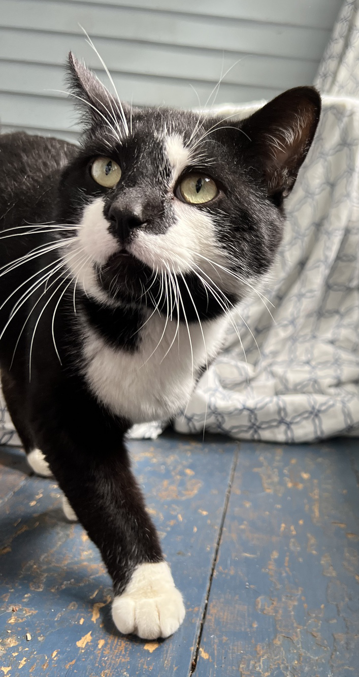 About this Cat: Tom Collins – ADOPTED – The Feline Connection