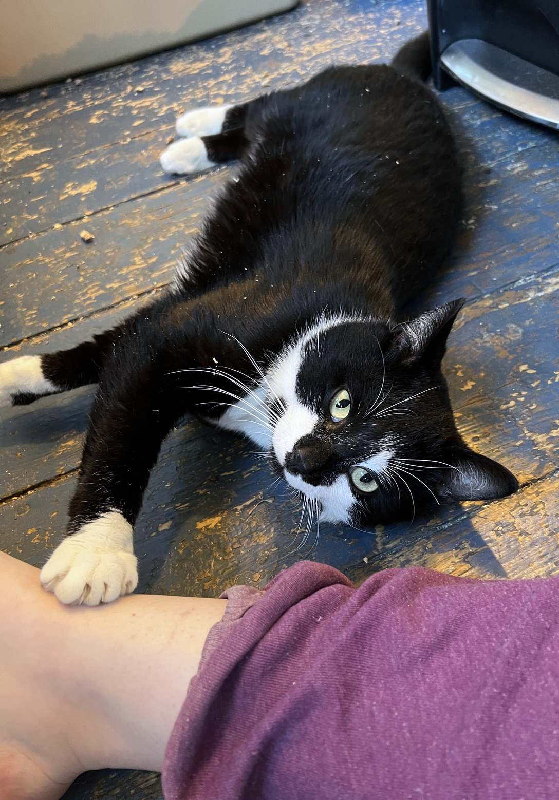 About this Cat: Tom Collins – ADOPTED – The Feline Connection