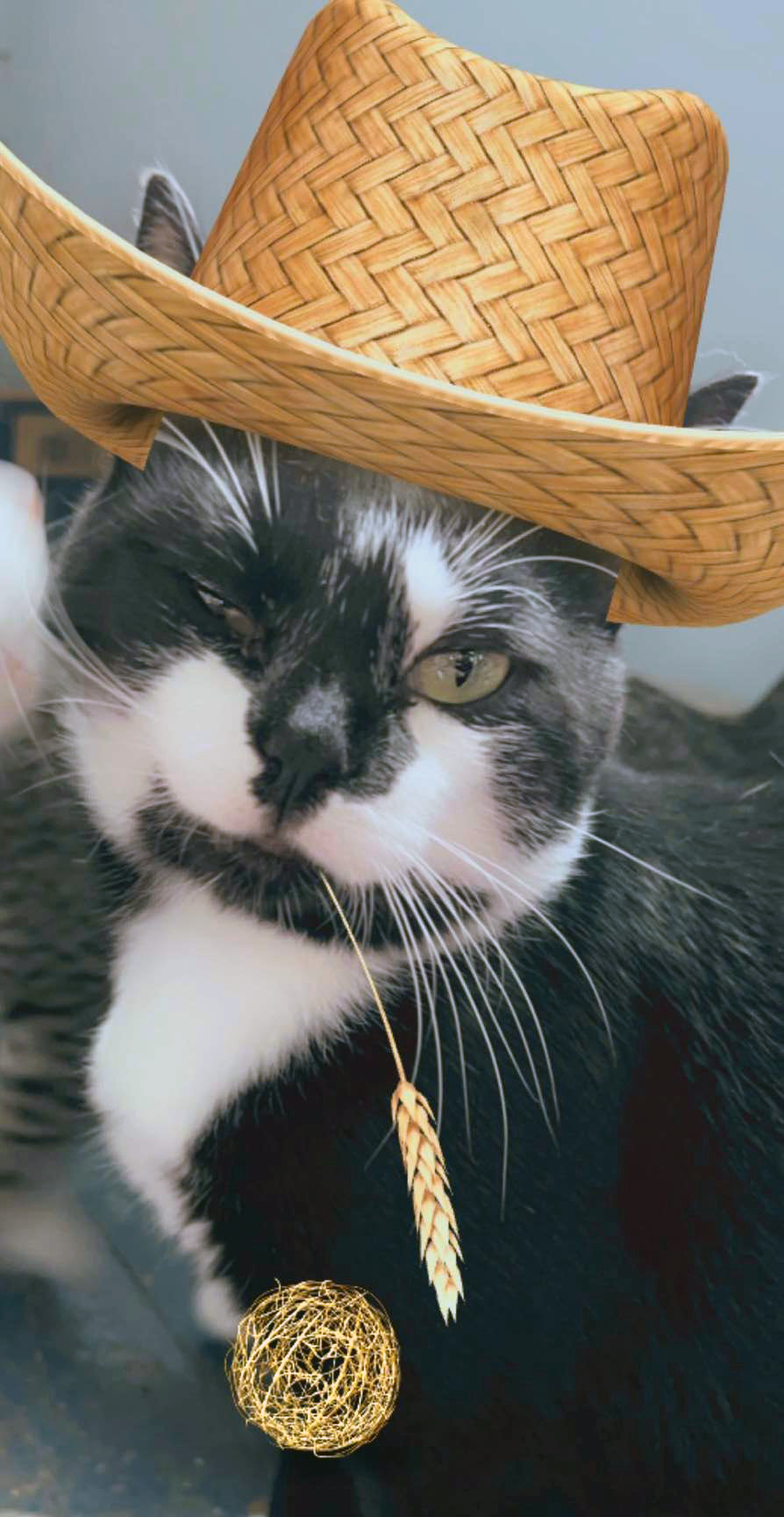 About this Cat: Tom Collins – ADOPTED – The Feline Connection