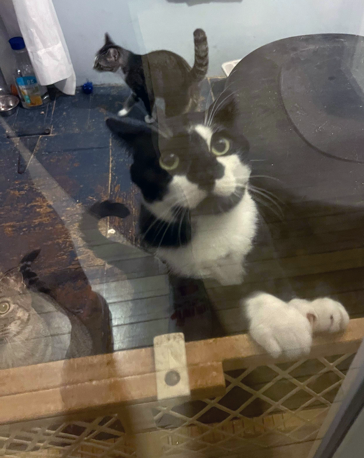 About this Cat: Tom Collins – ADOPTED – The Feline Connection